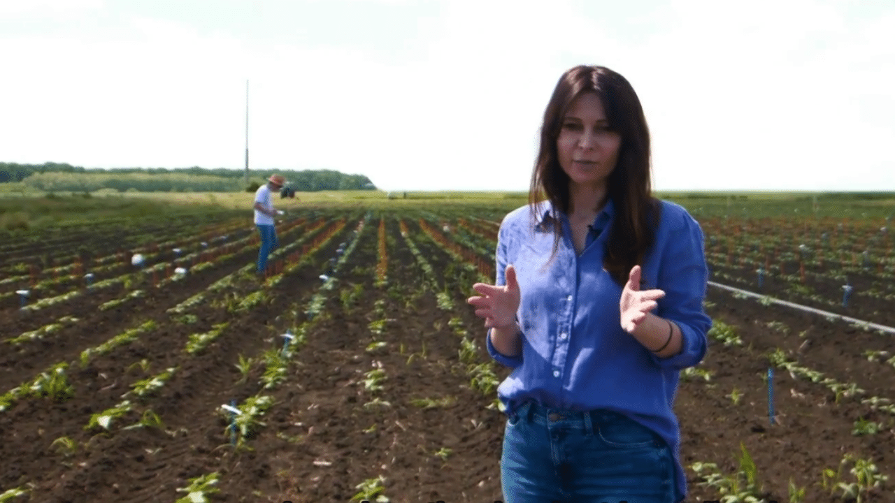 Meet our Teams - Mihaela PATRASCOIU, Lead of Sunflower Breeding - MAS ...