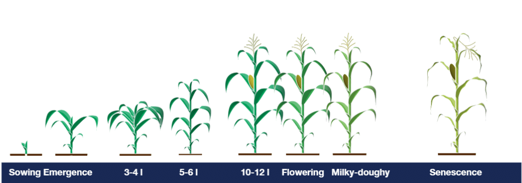 Key Growth Stages of Maize - MAS Seeds SAS