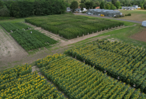 MAS Seeds S.A Providing innovative and sustainable seed portfolio