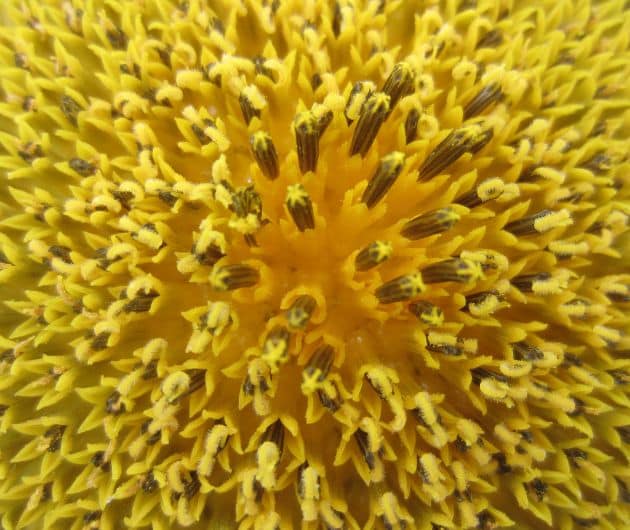 Tournesol - Sclérotinia du Capitule - MAS Seeds France