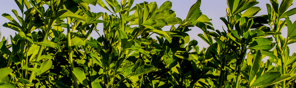 Preventing and Managing Dodder in Lucerne - MAS Seeds UK