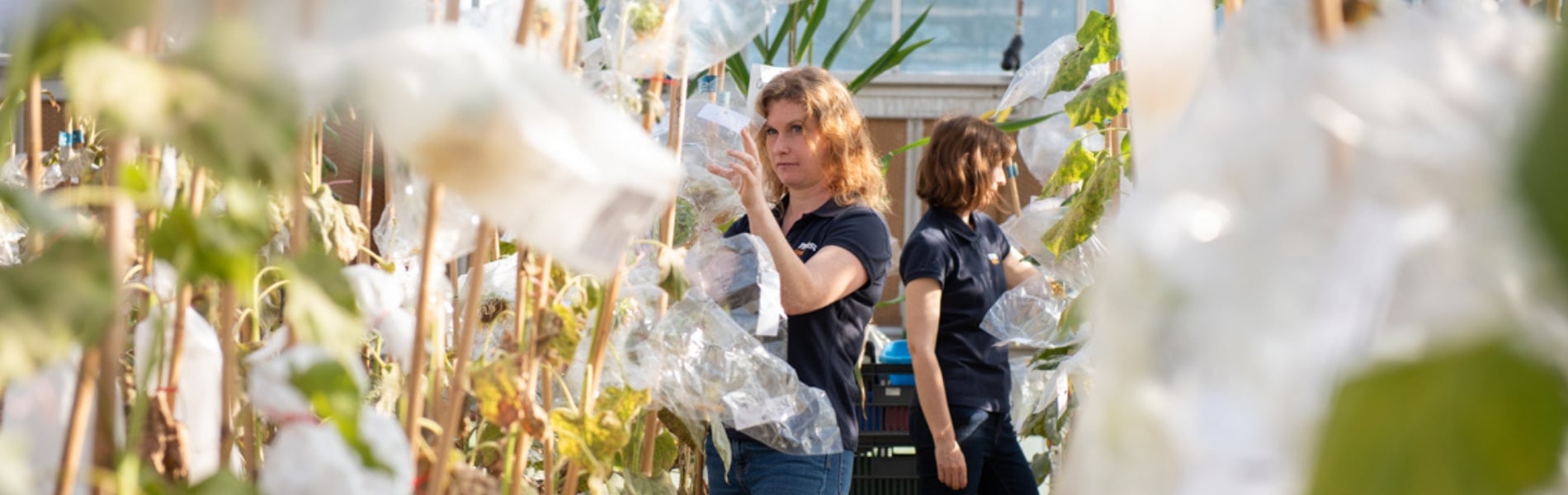 Research & Development at MAS Seeds® - MAS Seeds UK