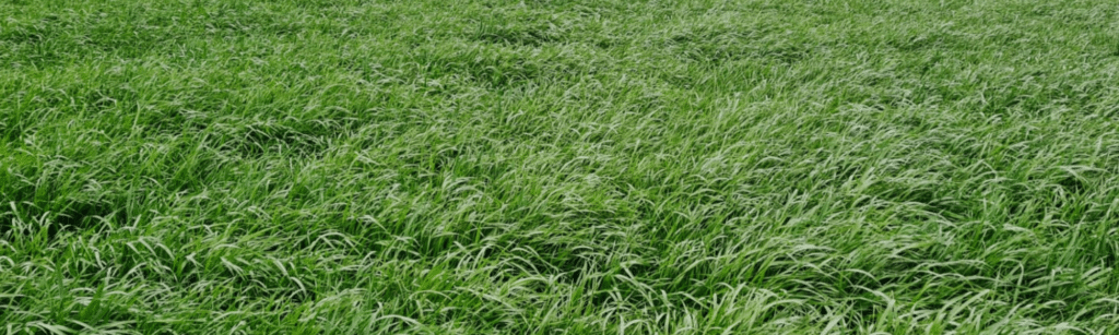 Raygrass L. multiflorum - MAS Seeds Iberia